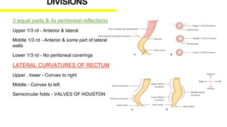 Rectum .pptx