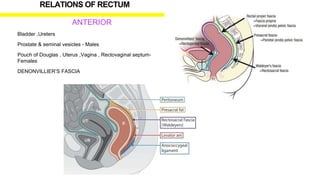 Rectum .pptx