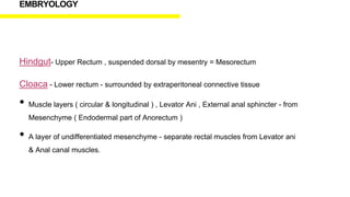 Rectum .pptx