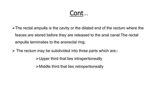 RECTUM ANATOMI BAHAN BELAJAR UNTUK PERSIAPAN UJIAN | PPT