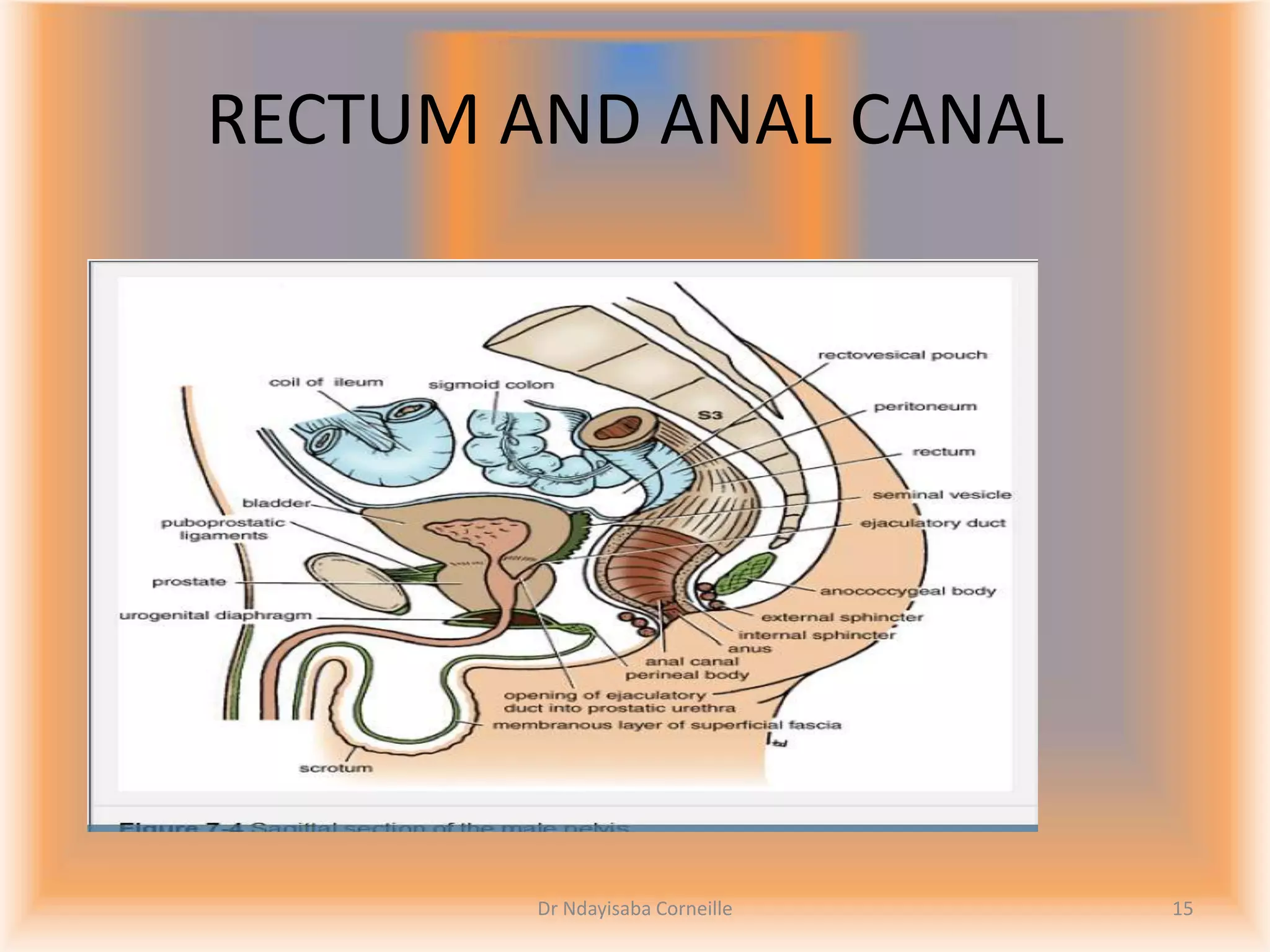 Rectum & Anal Canal.pptx