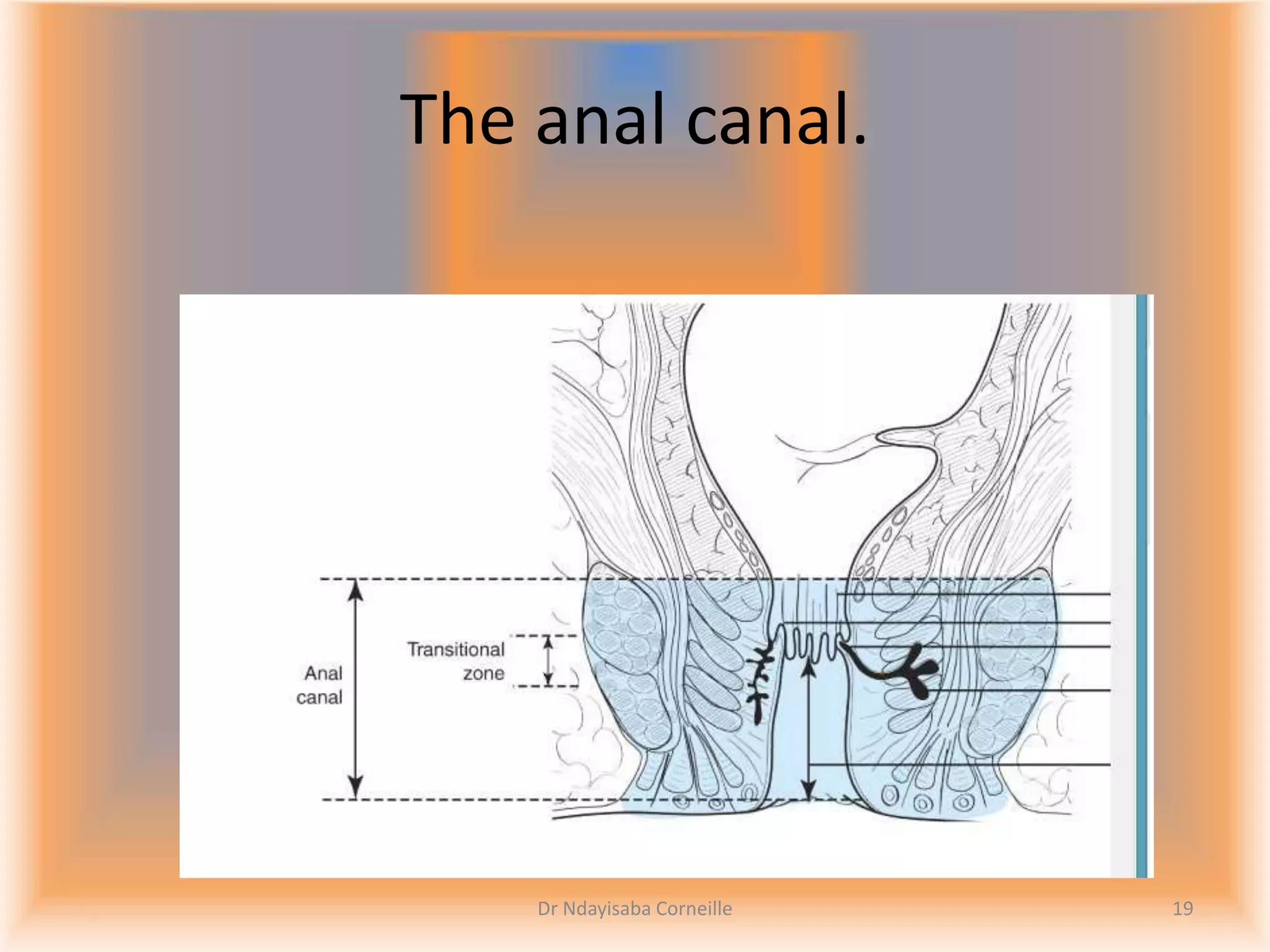 Rectum & Anal Canal.pptx