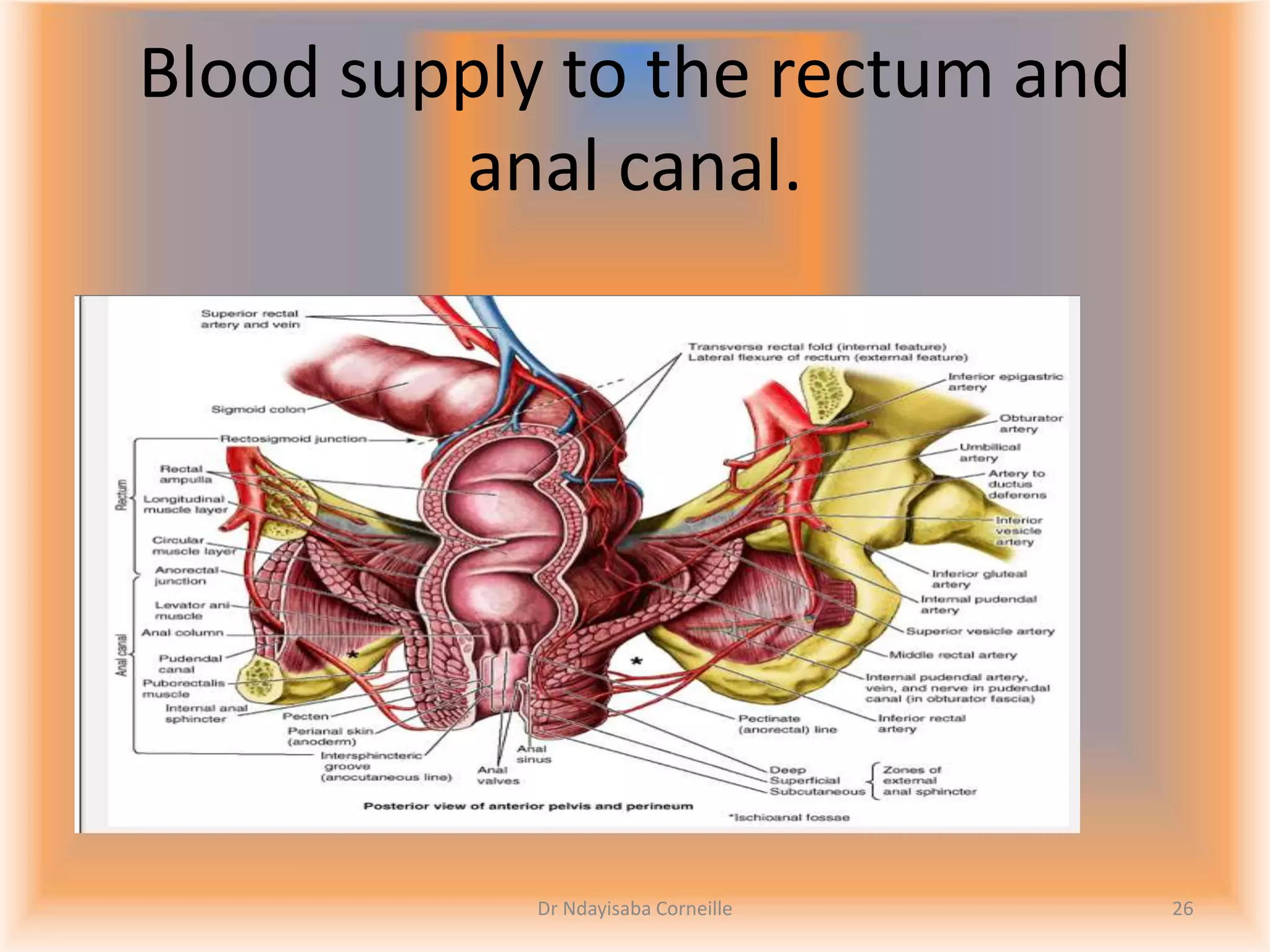 Rectum & Anal Canal.pptx