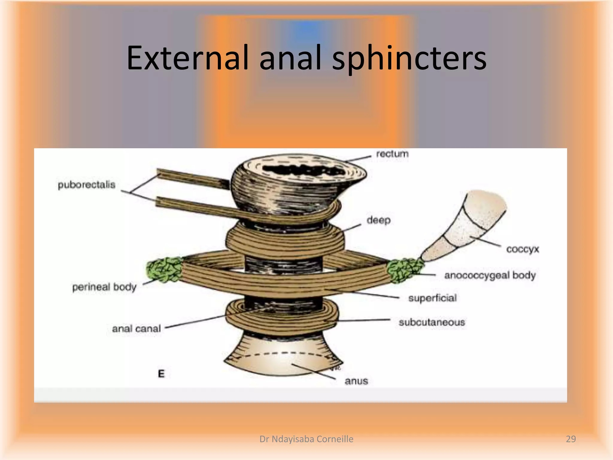 Rectum And Anal Canal Pptx