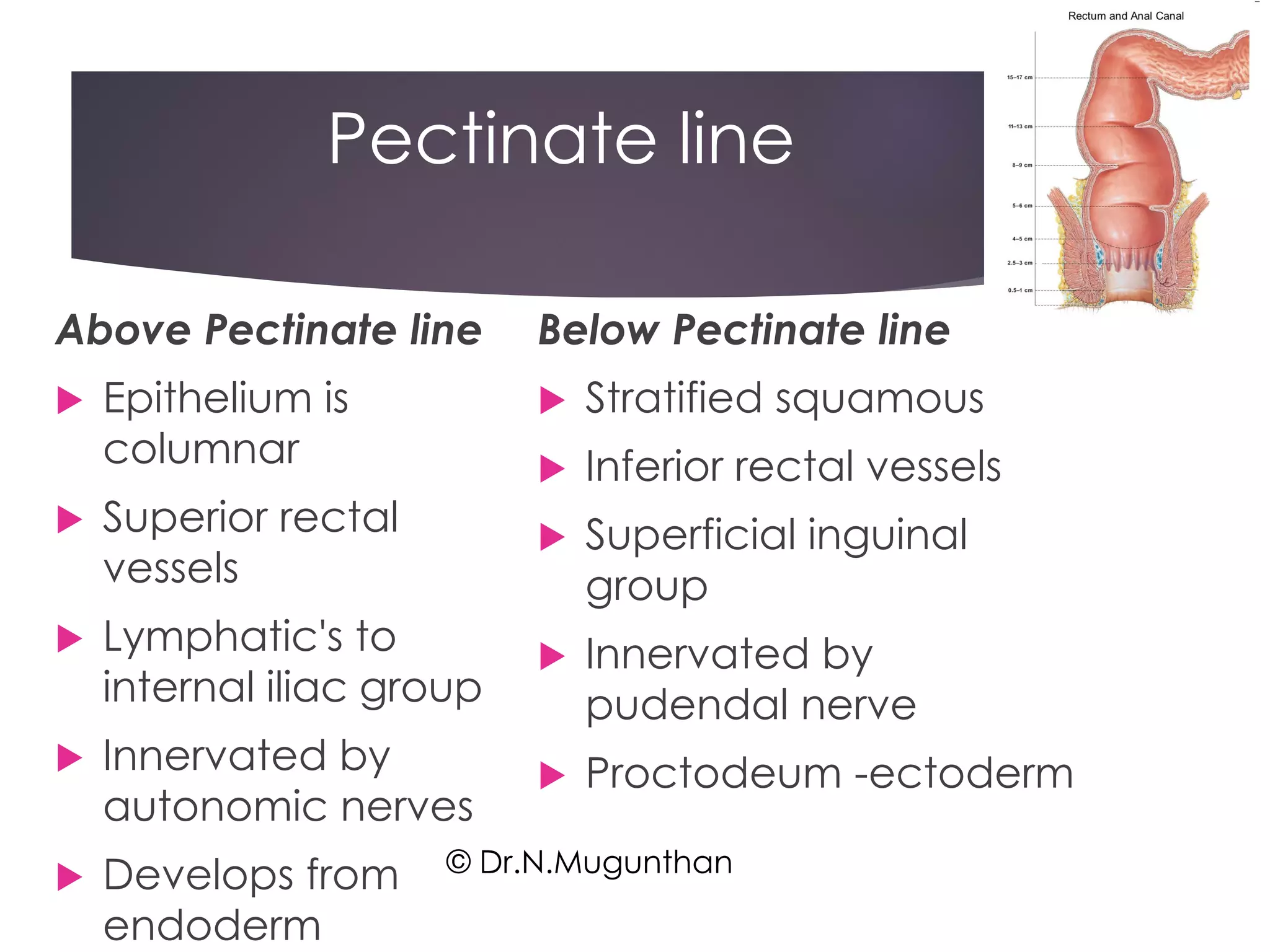Rectum & Anal canal By Prof.Dr.N.Mugunthan | PDF