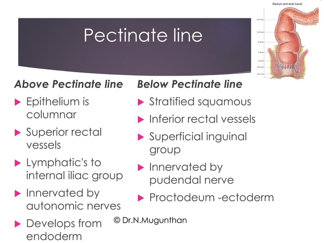 Rectum & Anal canal By Prof.Dr.N.Mugunthan | PDF