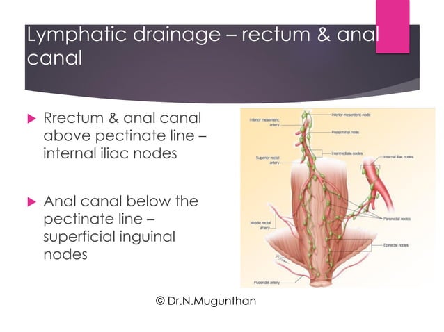 Rectum & Anal canal By Prof.Dr.N.Mugunthan | PDF
