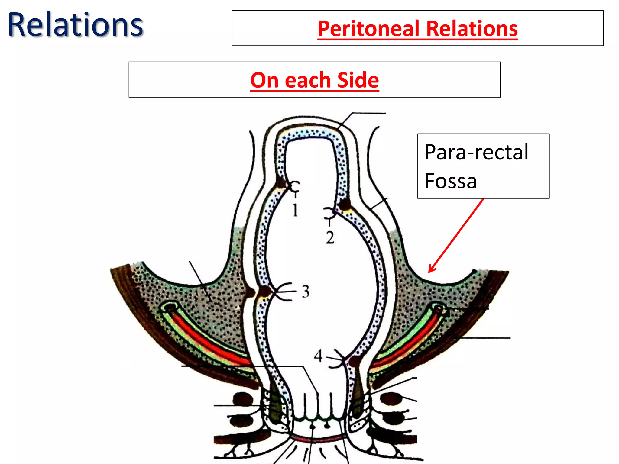 Rectum & anal canal | PPTX