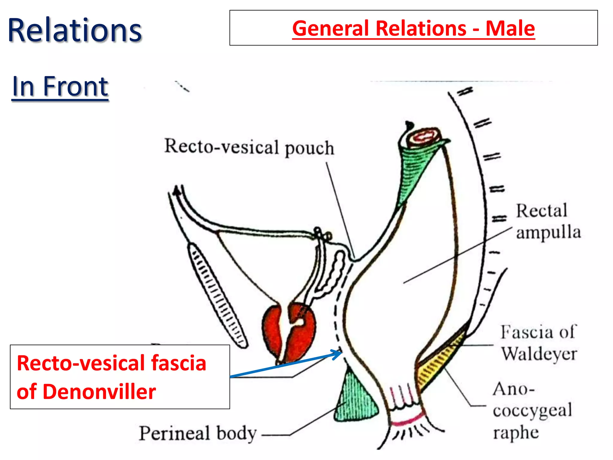 Rectum & anal canal | PPTX