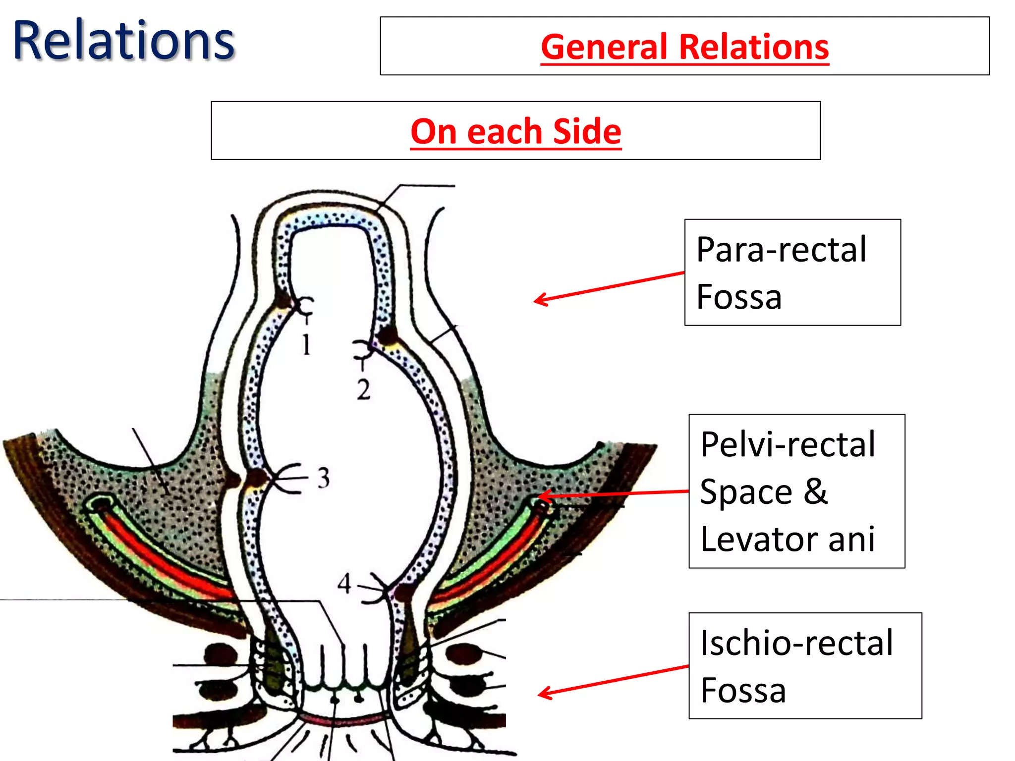 Rectum & anal canal | PPTX