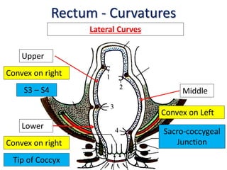 Rectum & anal canal | PPTX
