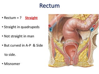 Anus Diagram Side View