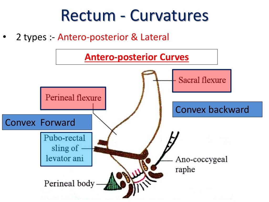 Rectum & anal canal