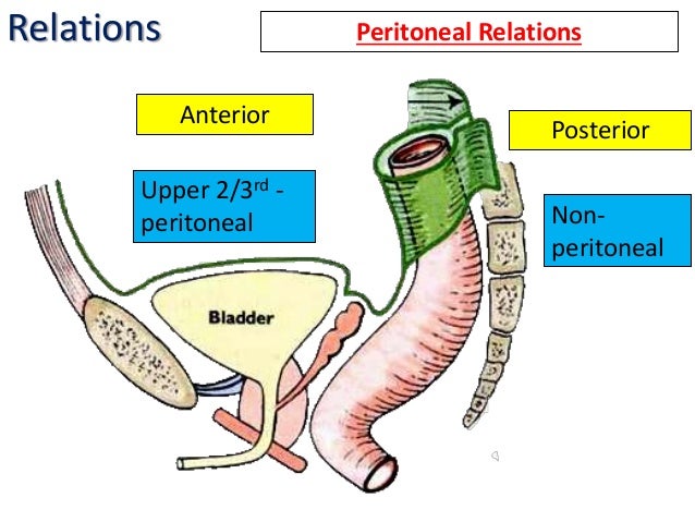 Rectum & anal canal