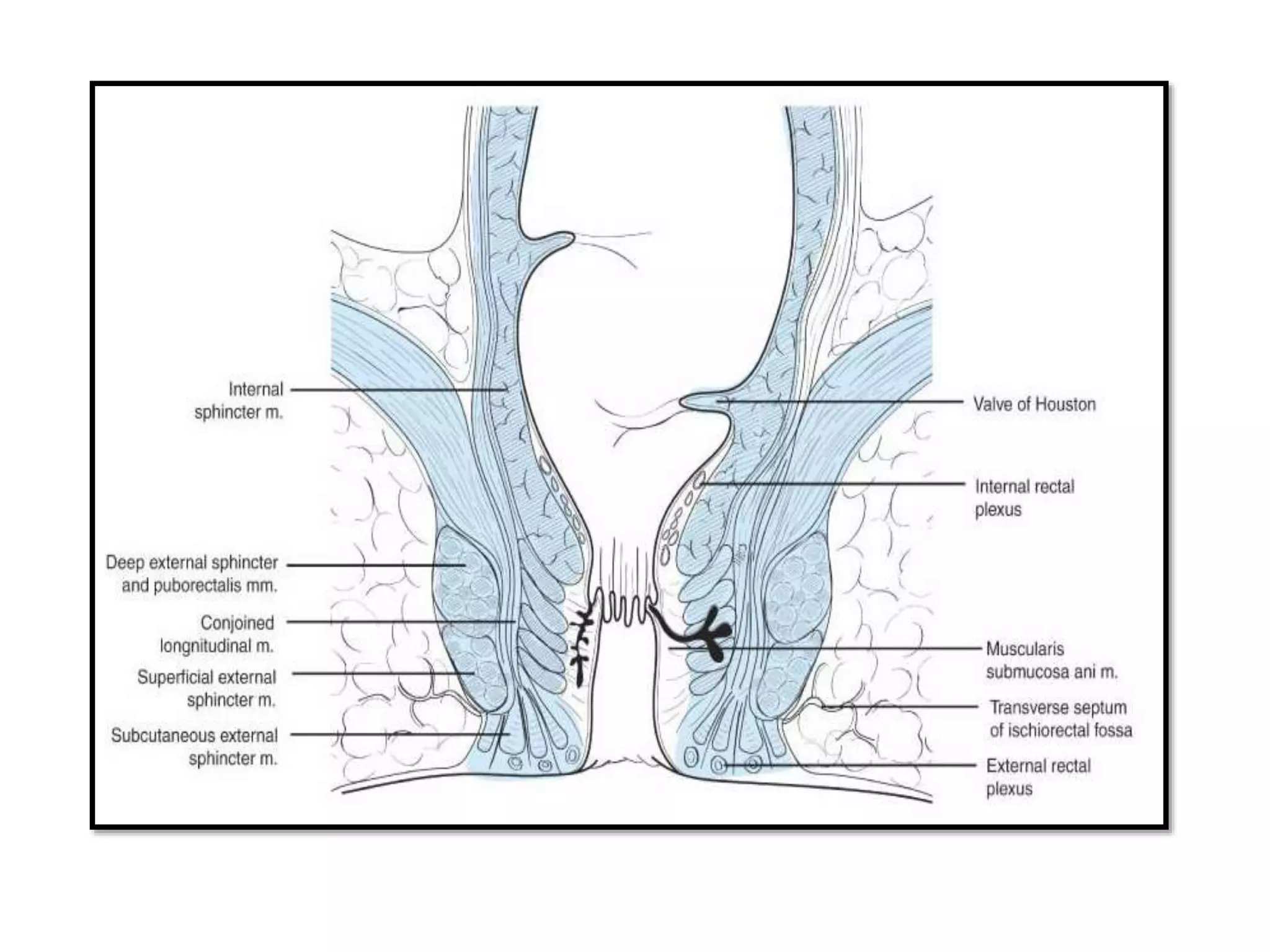 rectum_anatomy_and_physiology_clinical_features.ppt