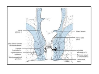 rectum_anatomy_and_physiology_clinical_features.ppt