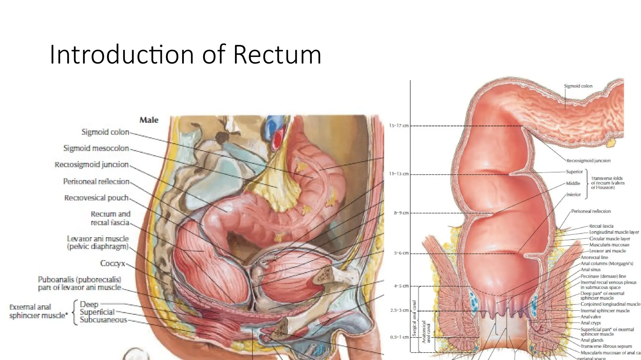 rectum anatoy by dr abdulhaq himmat.pptx