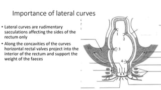 Rectum and anal canal | PPTX