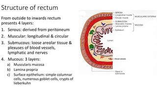 Rectum and anal canal | PPTX