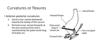 Rectum and anal canal | PPTX