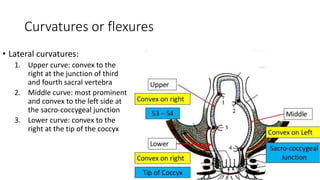 Rectum and anal canal | PPTX