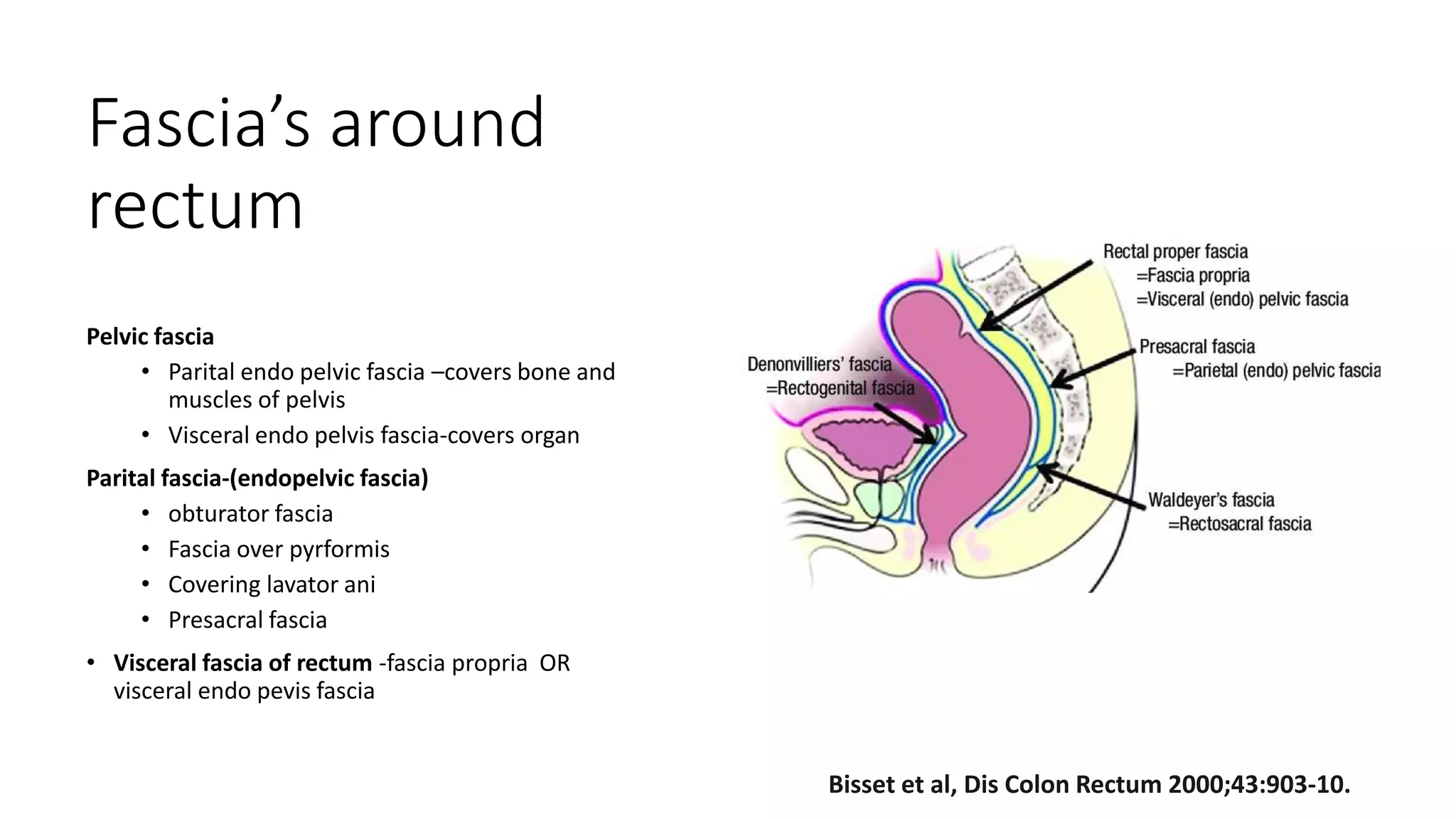 surgical anatomy of rectum | PPTX