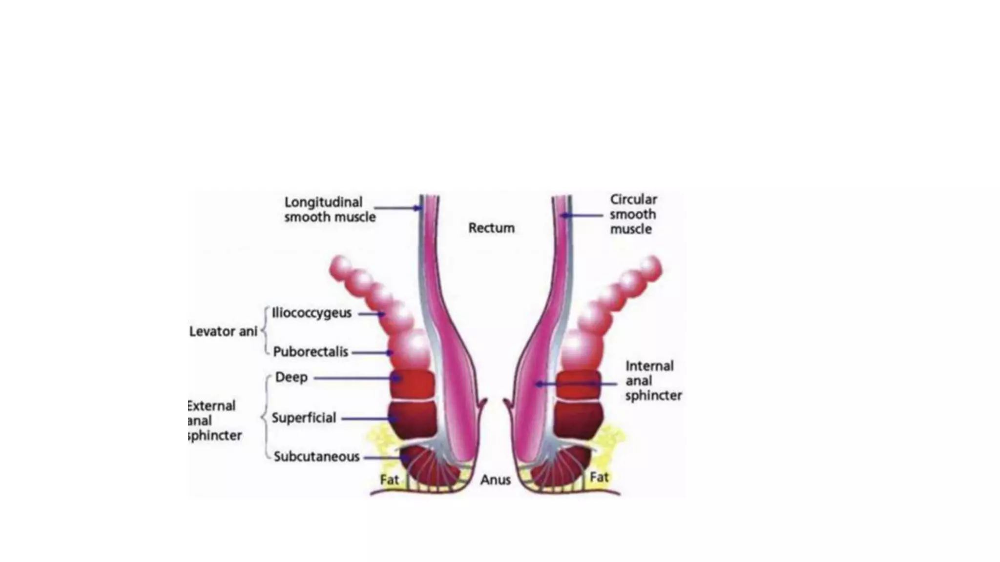 surgical anatomy of rectum | PPTX