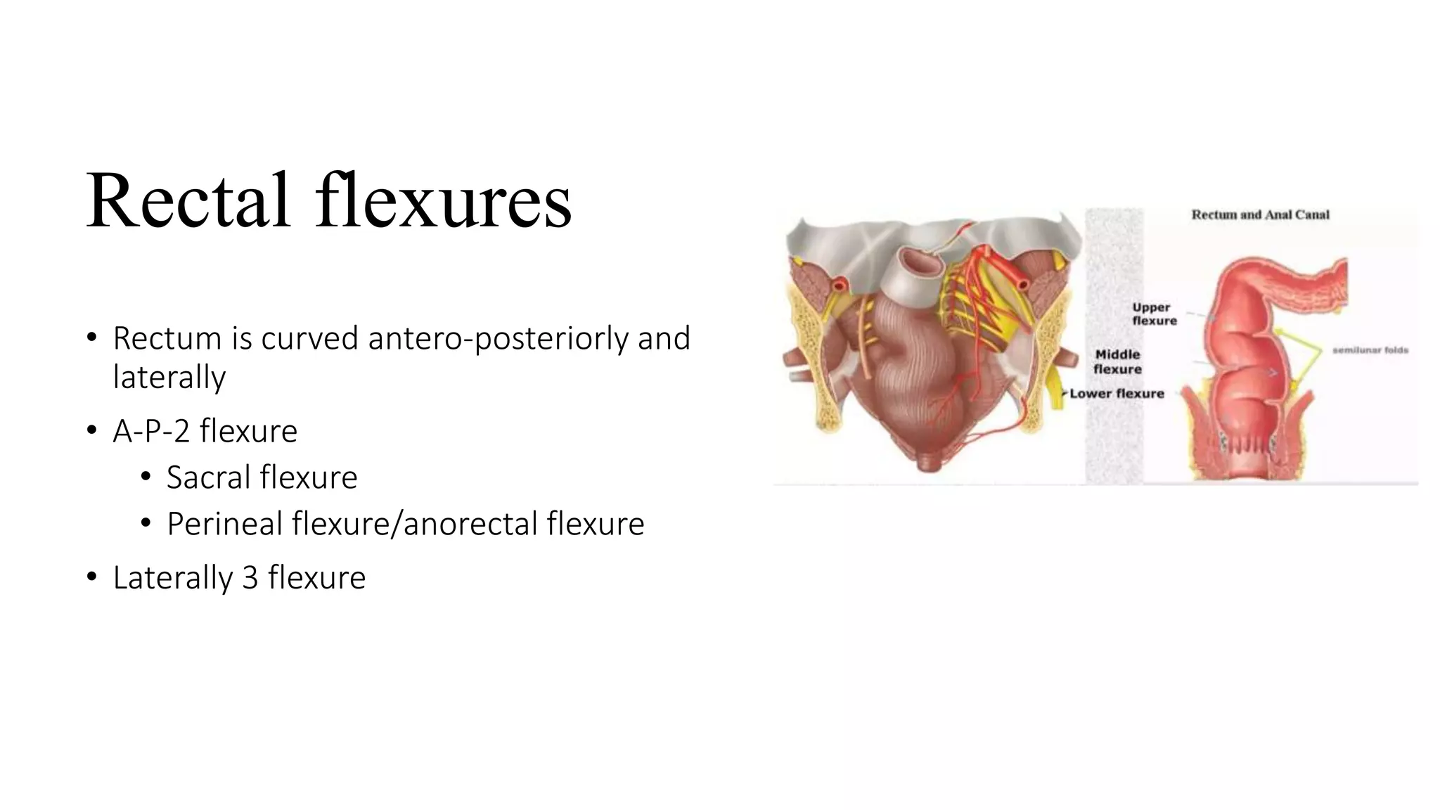 surgical anatomy of rectum | PPTX