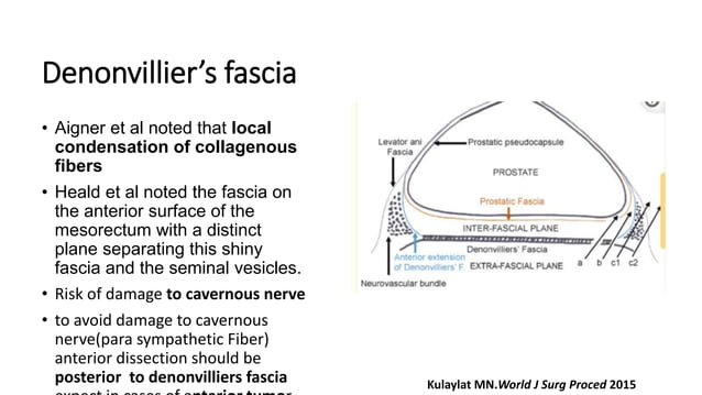 surgical anatomy of rectum | PPTX | Digestive Disorders | Diseases and ...