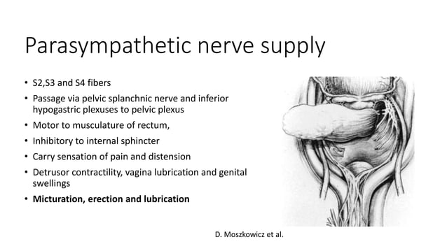 surgical anatomy of rectum | PPTX | Digestive Disorders | Diseases and ...