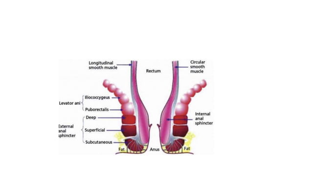 surgical anatomy of rectum | PPTX | Digestive Disorders | Diseases and ...