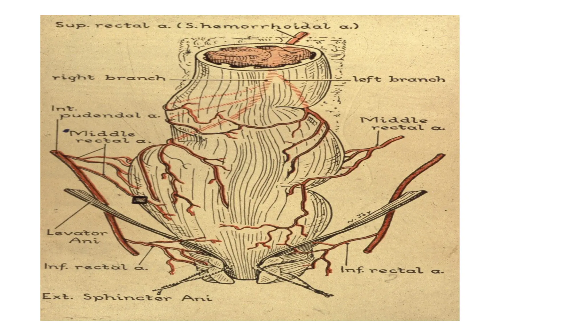 Rectum, gross anatomy and histology ppt.pptx