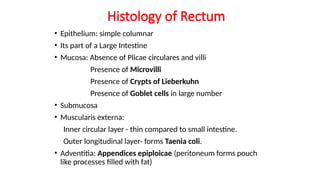 Rectum, gross anatomy and histology ppt.pptx