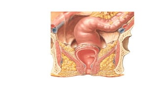 Rectum, gross anatomy and histology ppt.pptx