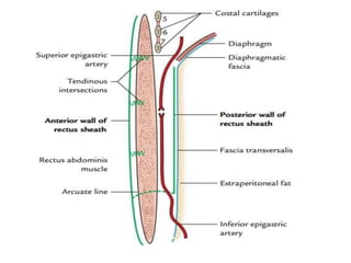 rectus sheath anatomy 12234444888999999999 | PPT
