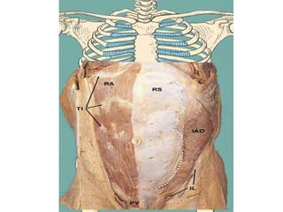 Rectus sheath | PPT