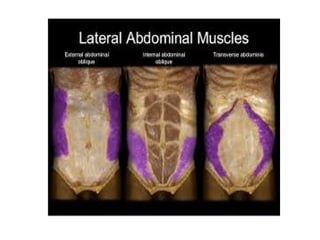 Rectus Sheath Cadaver