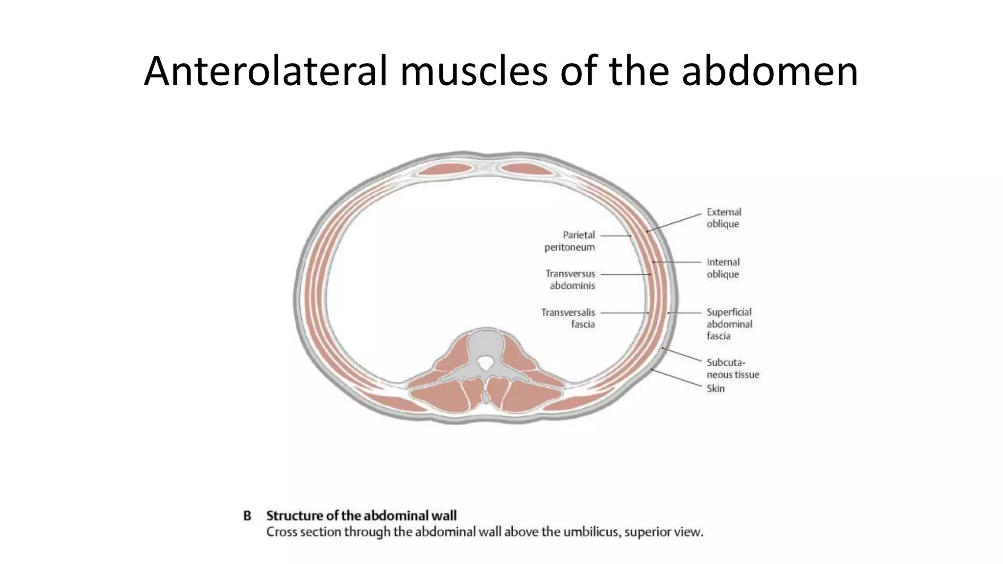 Rectus Sheath anatomy.pptx | Fitness and Exercise | Healthy Living