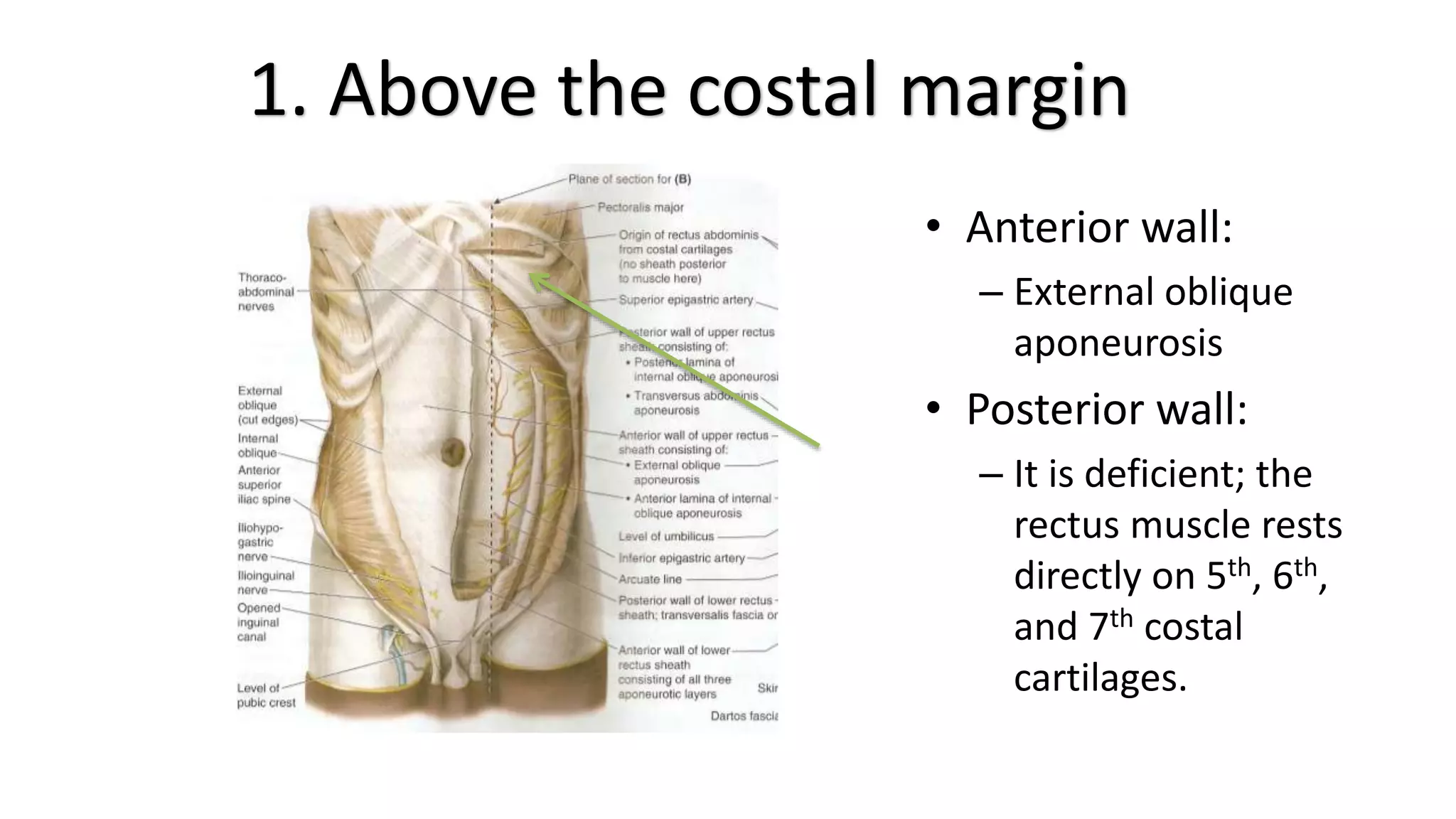 Rectus Sheath anatomy.pptx