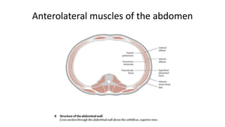 Rectus Sheath anatomy.pptx