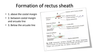 Rectus Sheath anatomy.pptx