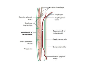 Rectus sheath for mbbs students ppt.pptx