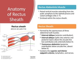Rectus Sheath Hematoma - A surgical aspect | PPT