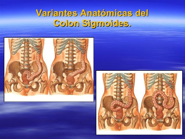 Recuento anatómico fisiológico 3.