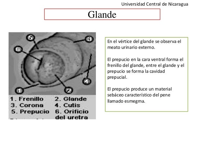 Recuerdo anatomico fisiologico de genital masculino