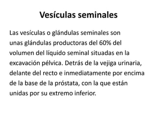Sistema excretor y Reproductor en los seres humanos | PPTX