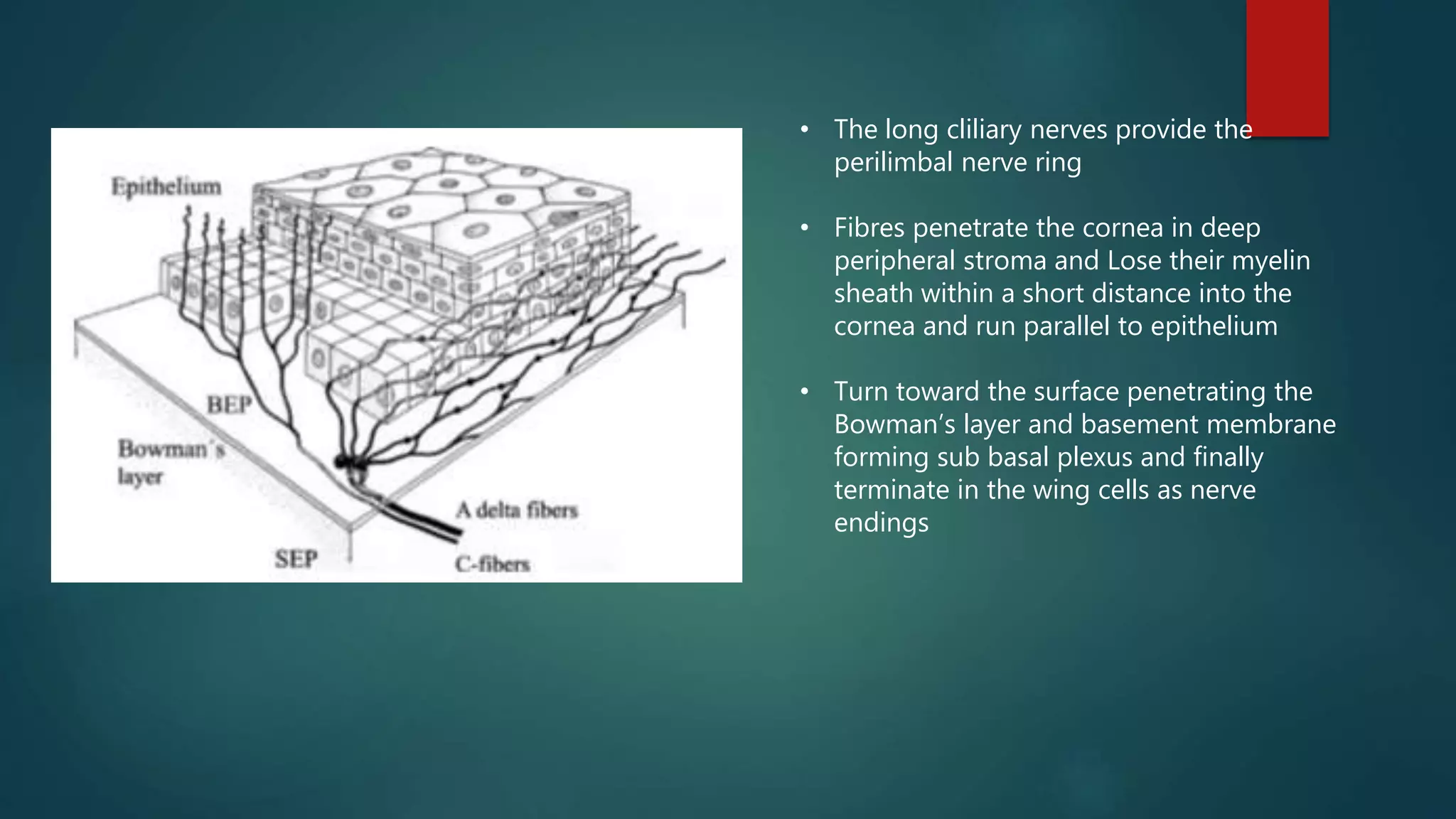 Recurrent corneal erosions and ptk | PPTX