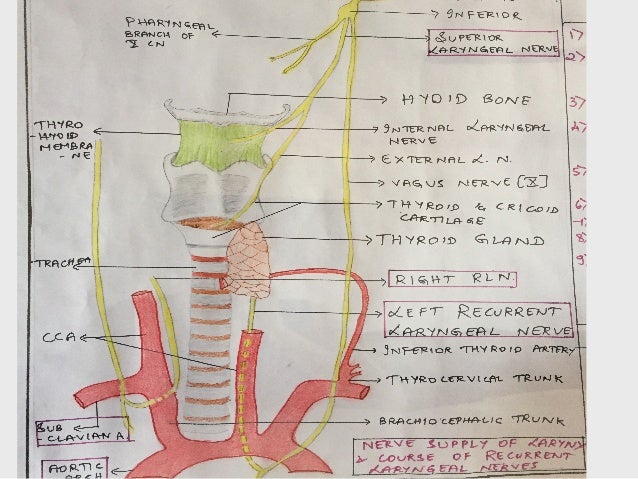 Recurrent Laryngeal Nerve Palsy