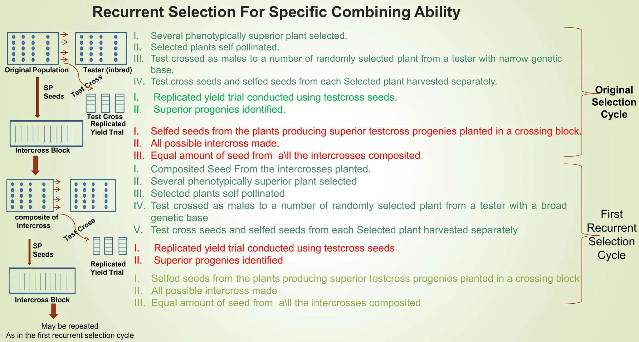 recurrent selection and its application in self pollinated crop.pptx ...