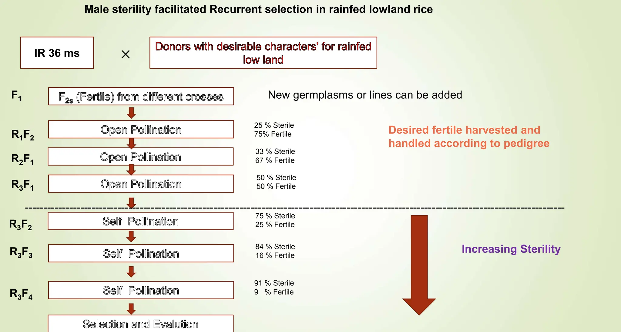 recurrent selection and its application in self pollinated crop.pptx ...